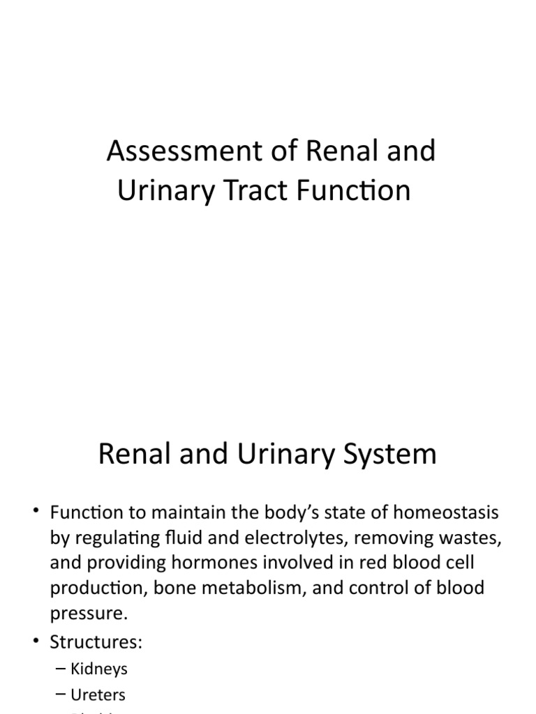 Renal and Urinary System Assessment | PDF | Kidney | Urinary System