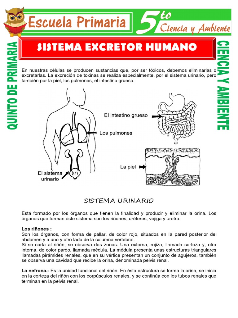 Sistema Excretor Humano para Quinto de Primaria | PDF | Riñón | Sistema urinario