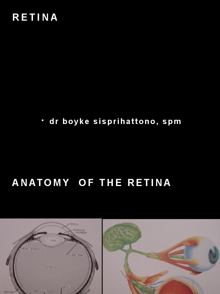 Retina | PDF | Retina | Ophthalmology