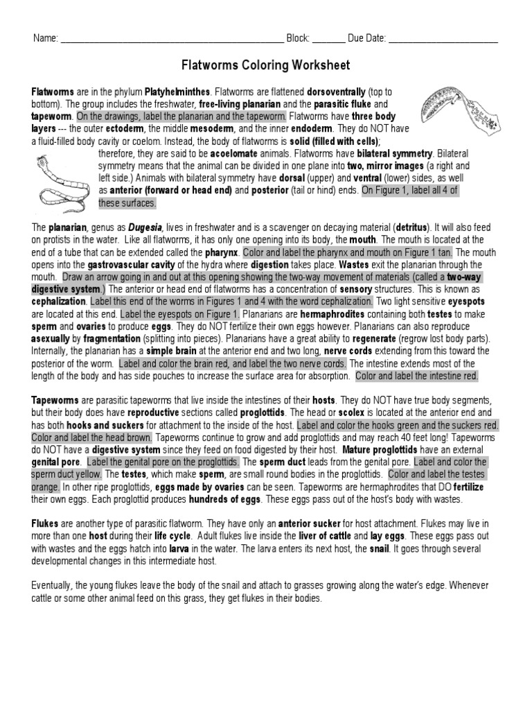 07 Flatworm Coloring Worksheet | PDF | Anatomy | Zoology