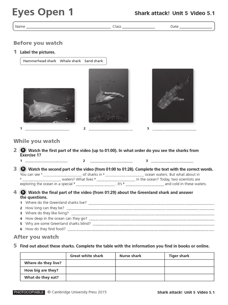 Shark Attack Worksheet | PDF