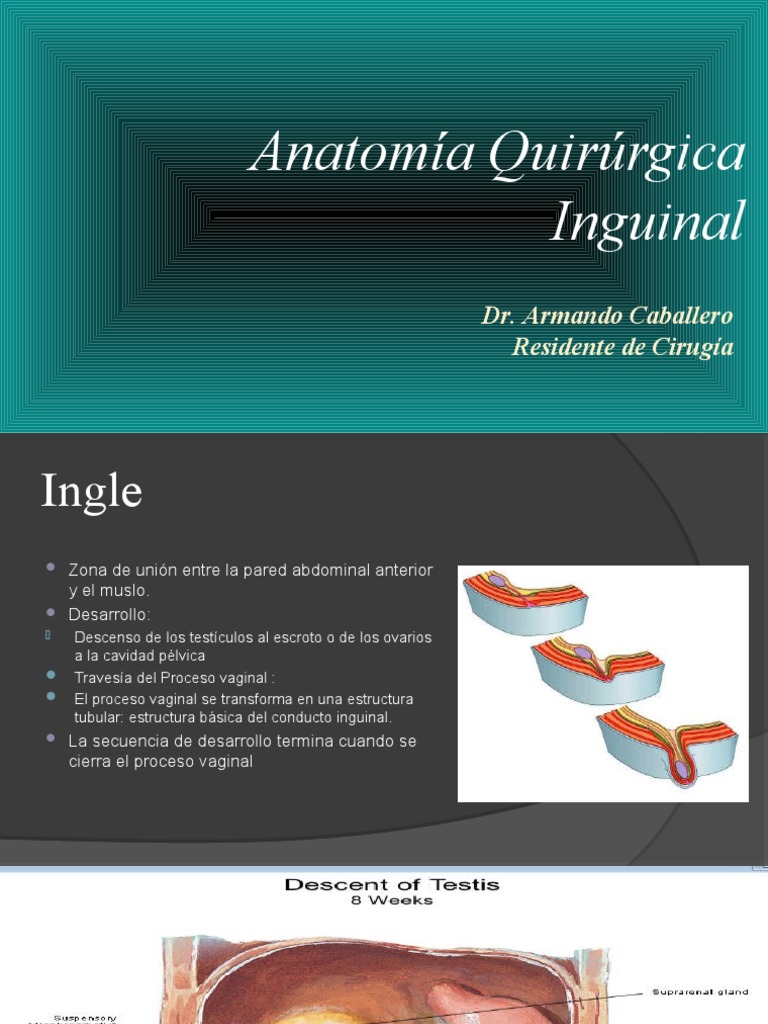 Anatomía Quirúrgica de la Región Inguinal | PDF | Abdomen | Anatomía humana