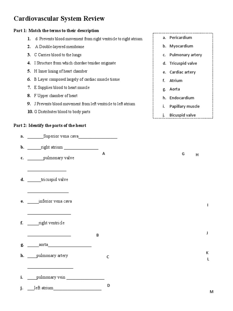 Cardiovascular System Worksheet Doc