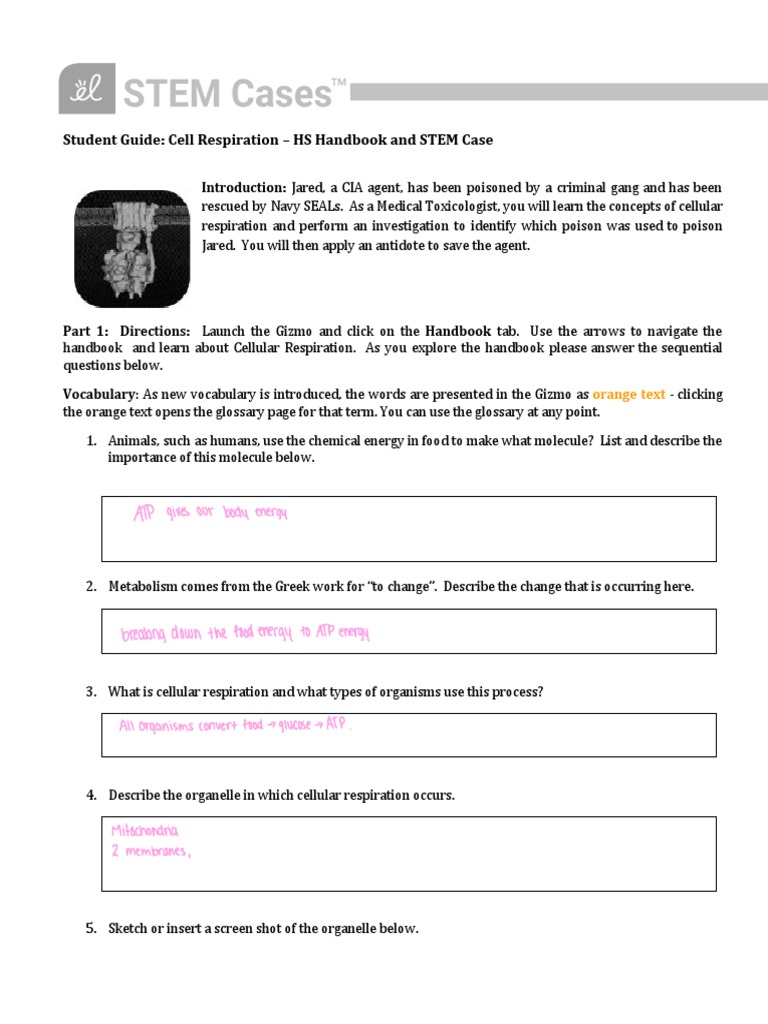 Cellular Respiration Case Study Guide | PDF