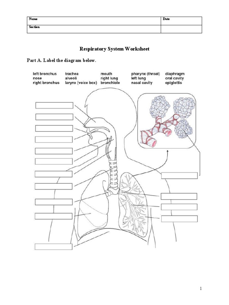 Respiratory System Labeling Worksheet | PDF | Science & Mathematics