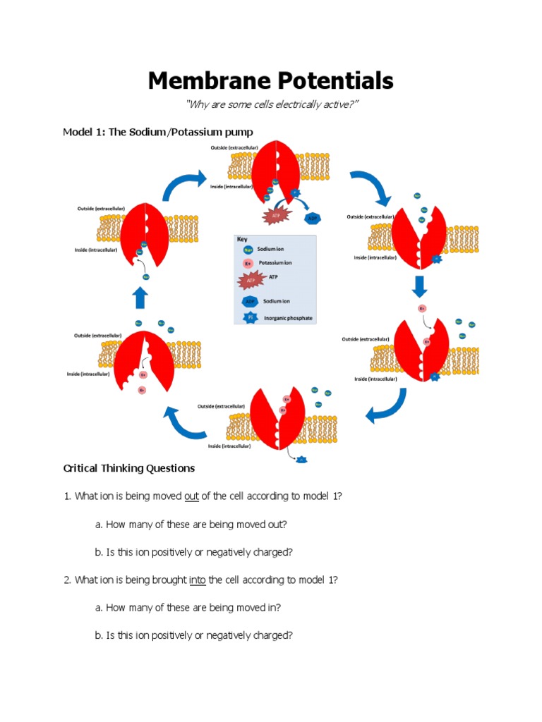 Membrane Potentials | PDF | Depolarization | Membrane Potential