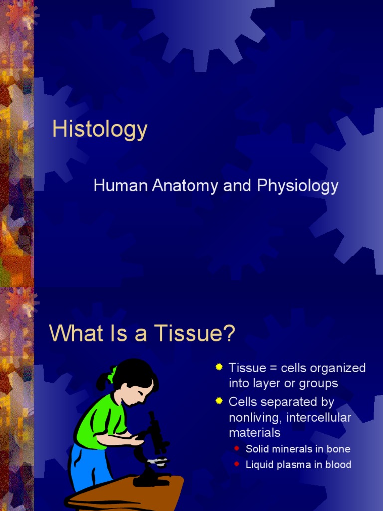 Histology Presentation (EDocFind - Com) | PDF | Epithelium | Connective ...