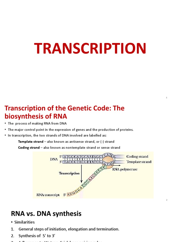 Central-Dogma 2 | PDF | Translation (Biology) | Ribosome