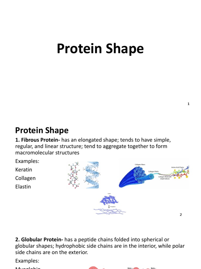 Understanding Protein Shapes and Functions | PDF | Hemoglobin | Protein ...