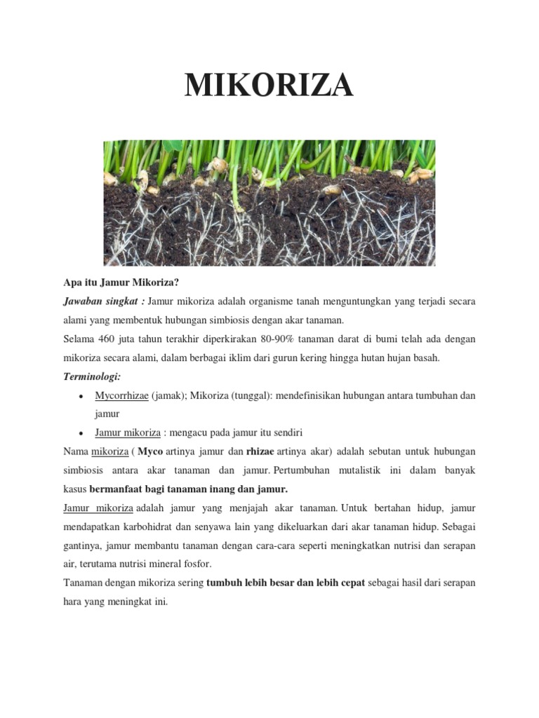 Mengerti Peran Jamur Mikoriza | PDF