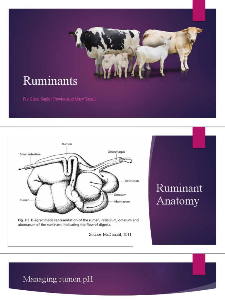 Ruminants Overview | PDF | Calf | Ruminant