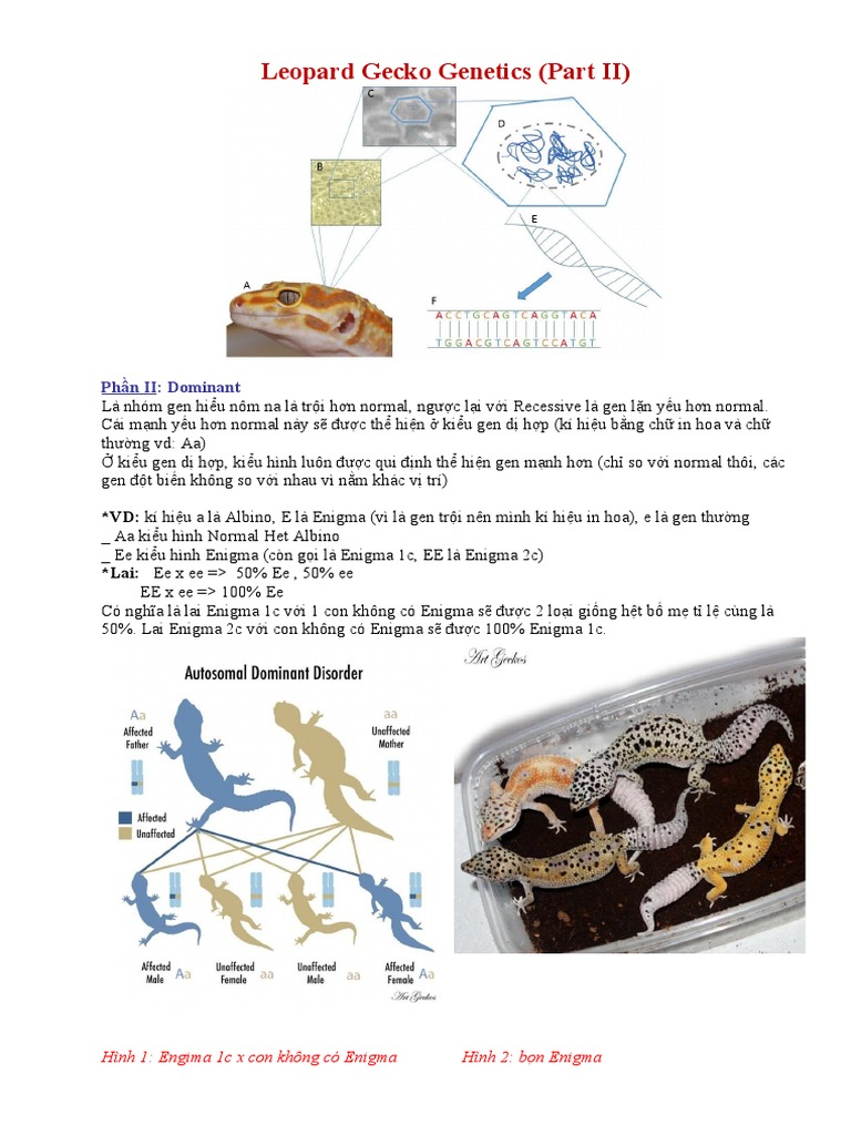 Leopard Gecko Genetics (Part II) | PDF