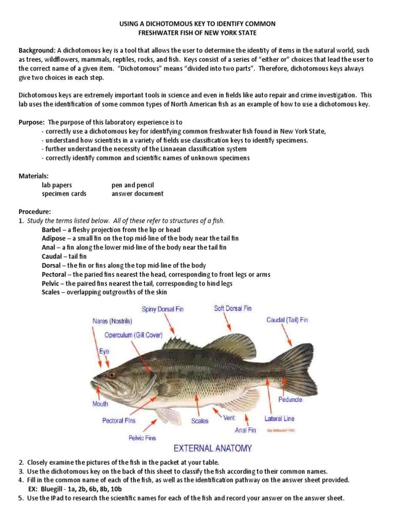 Using Dichotomous Keys: Identifying Common Freshwater Fish of New York ...