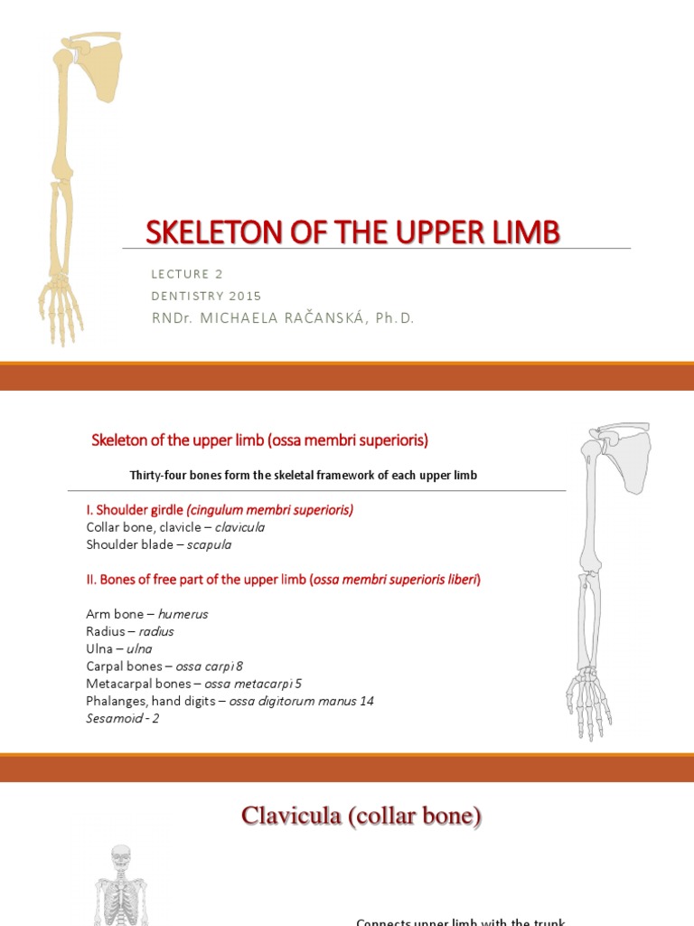 Upper Limb Skeleton Overview | PDF | Hand | Thumb