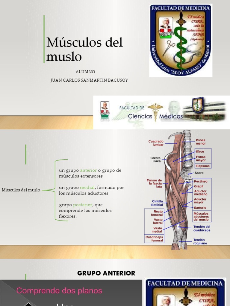 Músculos del muslo: Grupos y funciones | PDF