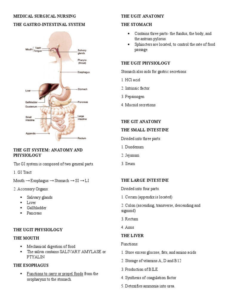 The Gastro-Intestinal System | PDF | Stomach | Gastrointestinal Tract