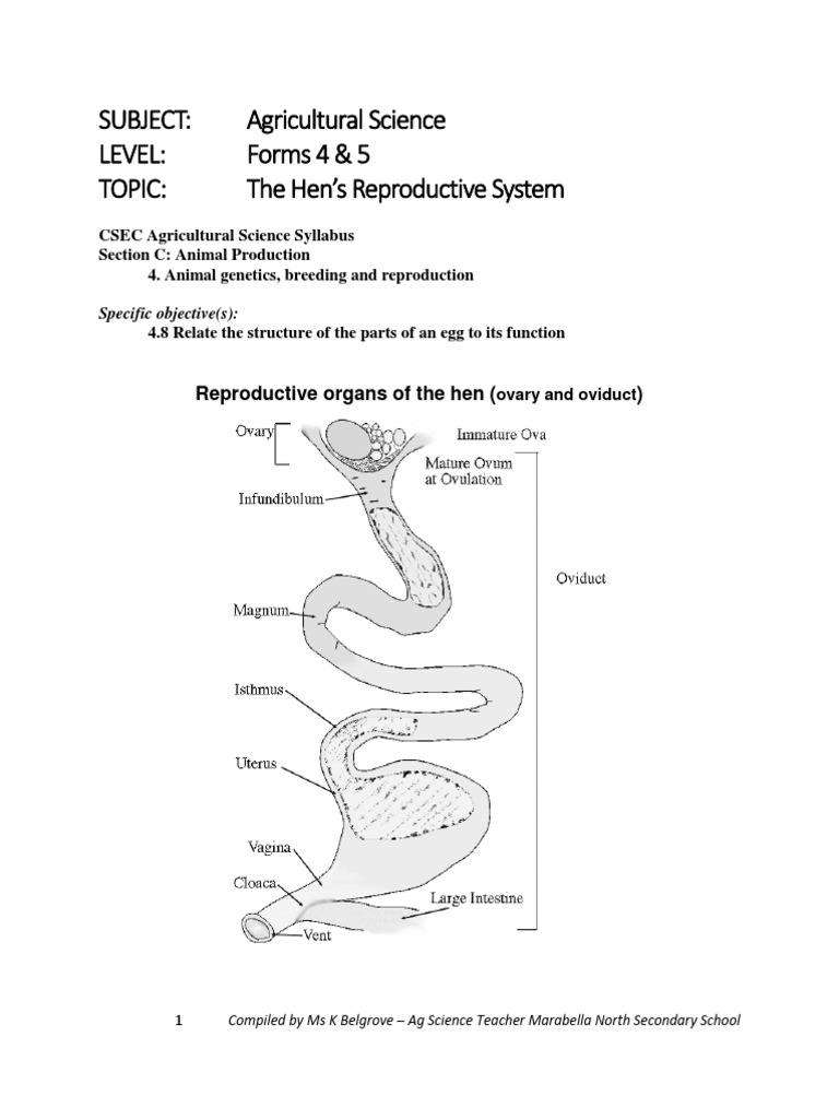 Five Reproductive Organs of The Hen | PDF | Egg | Yolk