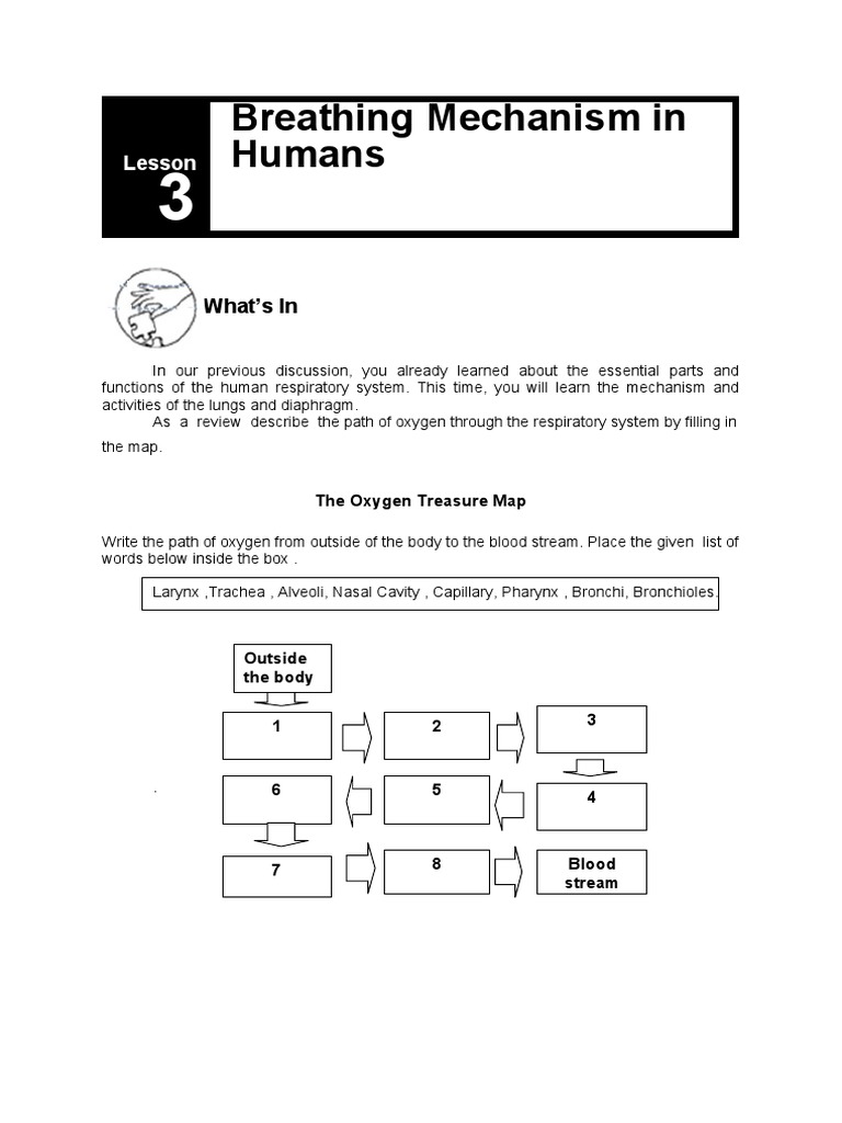Breathing Mechanism in Humans: Lesson | PDF | Breathing | Respiratory Tract