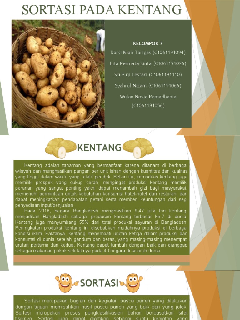 Sortasi Kentang | PDF