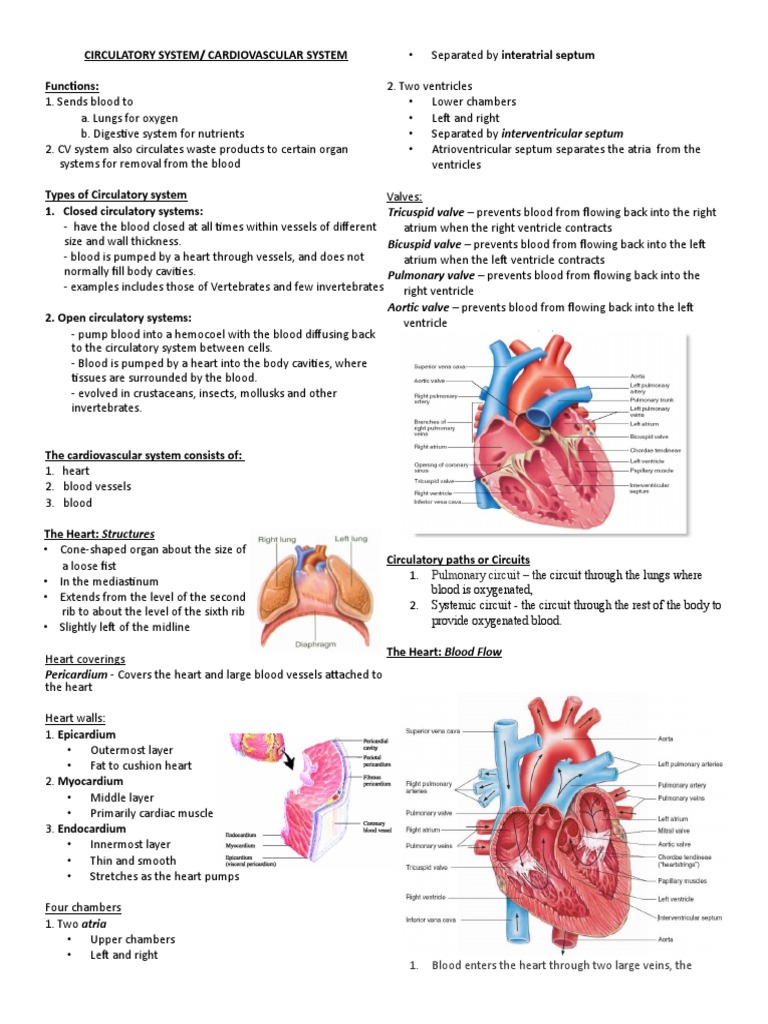 Handout 10 Circulatory System | PDF | Heart Valve | Heart