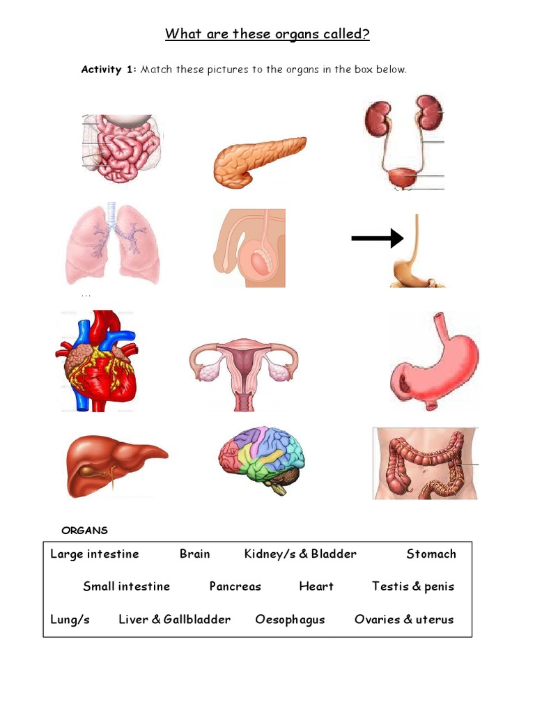 Inside The Human Body: A Pre-Intermediate Lesson Exploring Organ ...