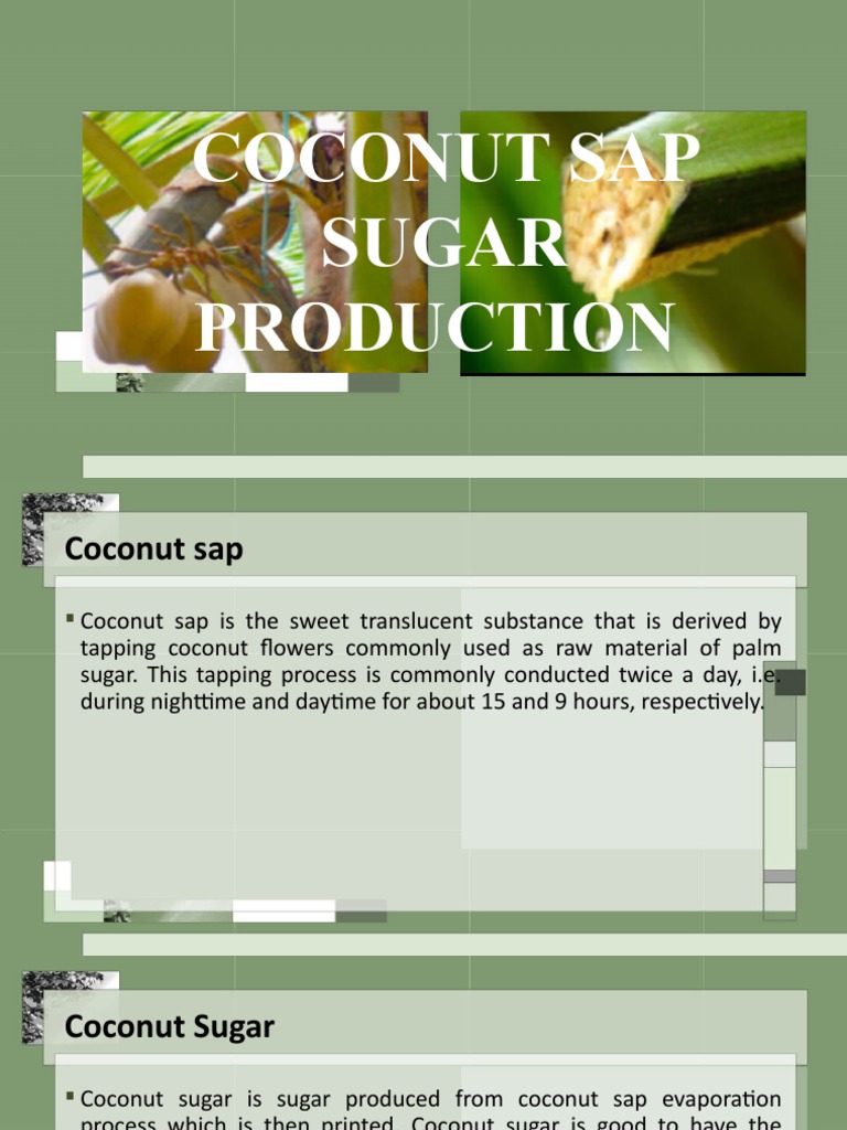 Coconut Sap Sugar Production | Download Free PDF | Coconut | Maple Syrup