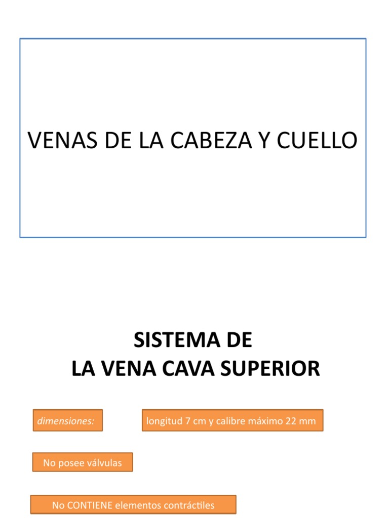 Expo Morfo Final (Autoguardado) | PDF | Cabeza y cuello humanos | Anatomía humana