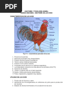 Principales Partes Del Gallo | PDF | Estudios de idiomas extranjeros