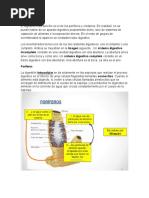 Función y Regulación del Calcio en Células | PDF | Neurona | Biología ...