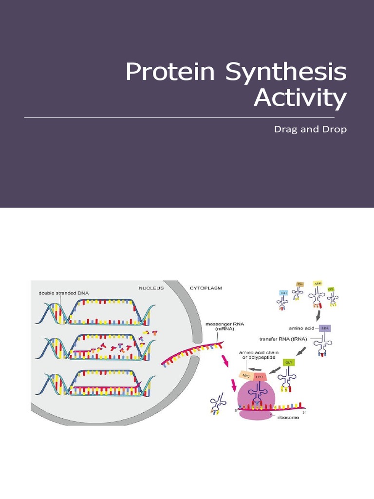 Protein Synthesis Drag and Drop Activity | PDF | Translation (Biology ...