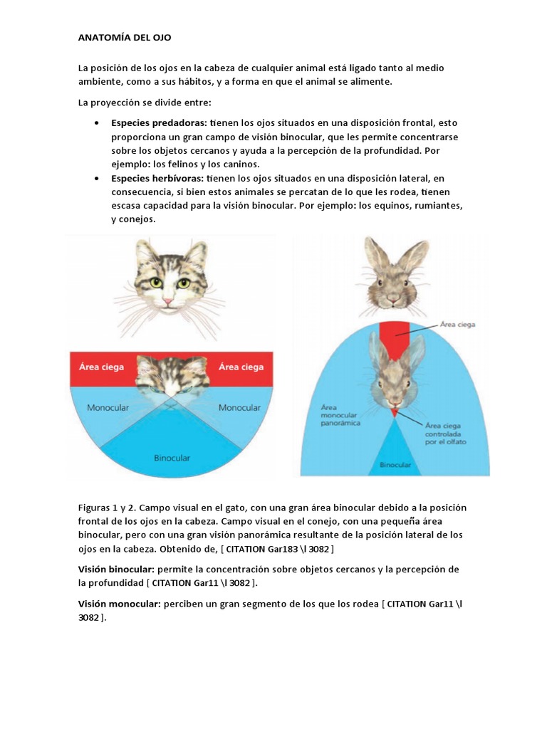 Anatomía Del Ojo Animal Actualización Desde La Anatomía Funcional Y