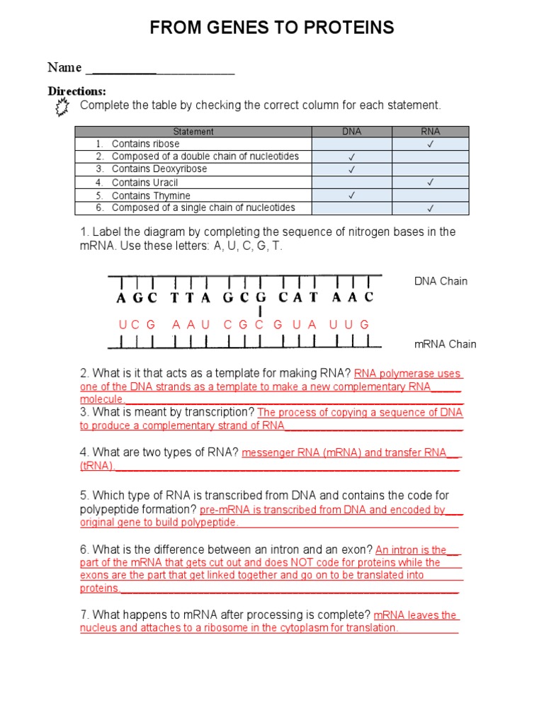 From Genes To Proteins | PDF | Rna | Messenger Rna