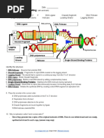 DNA Replication - Labeling | PDF