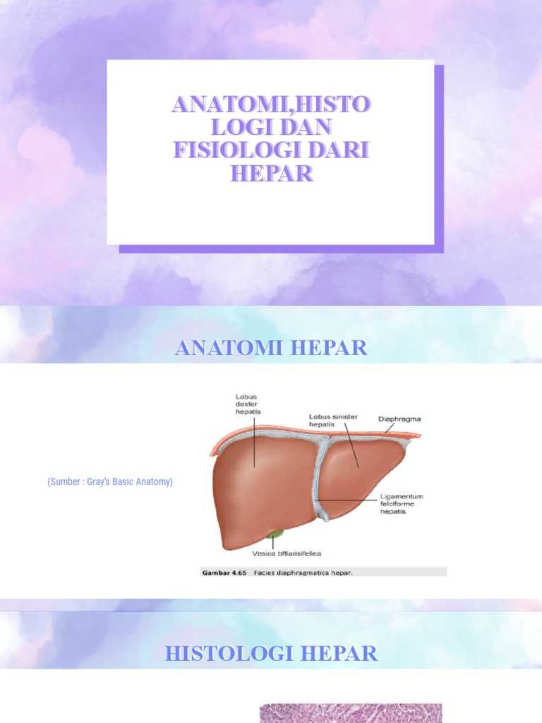 Anatomy, Histology, and Physiology of Liver | PDF