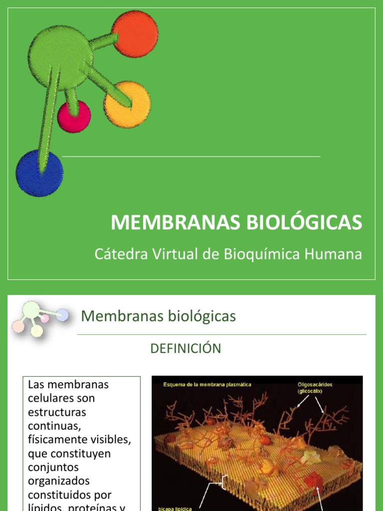 12 - Membranas Biologicas | PDF | Membrana celular | Bicapa lipídica
