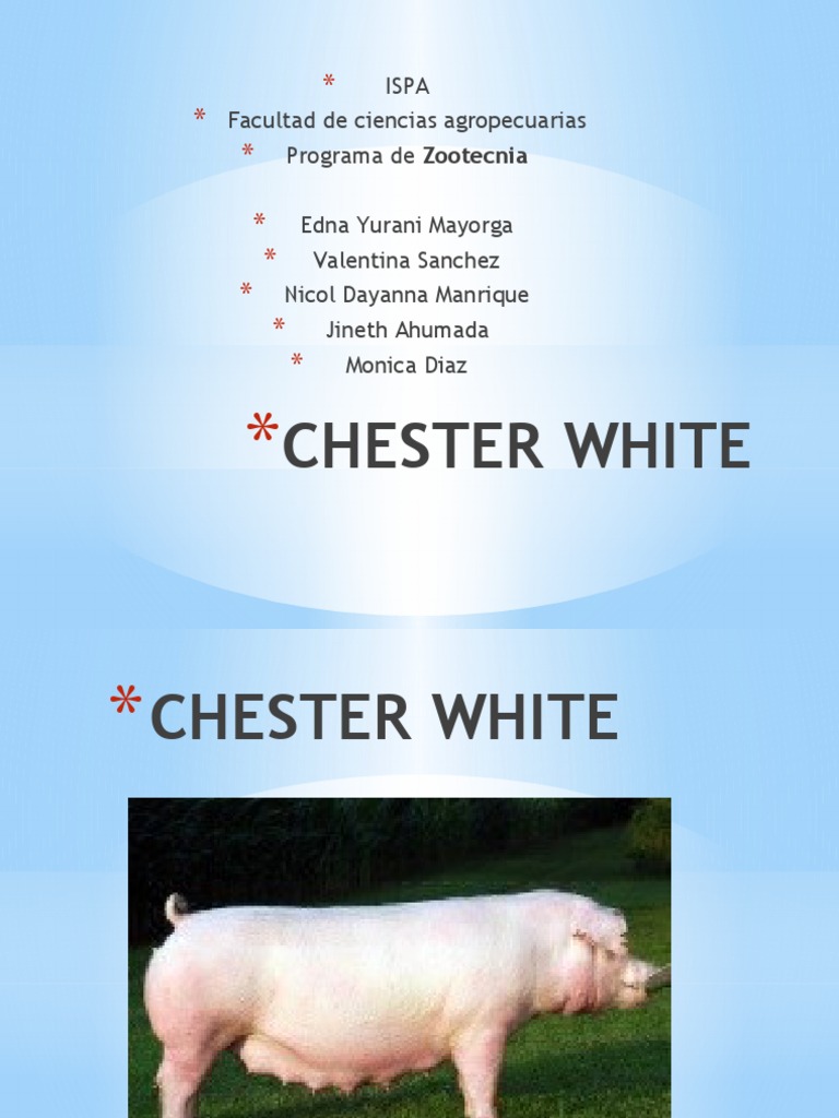 Características del cerdo Chester White | PDF