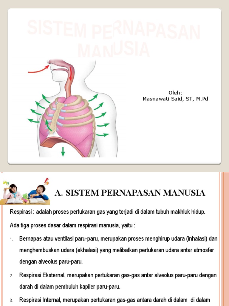 Sistem Pernapasan Manusia | PDF