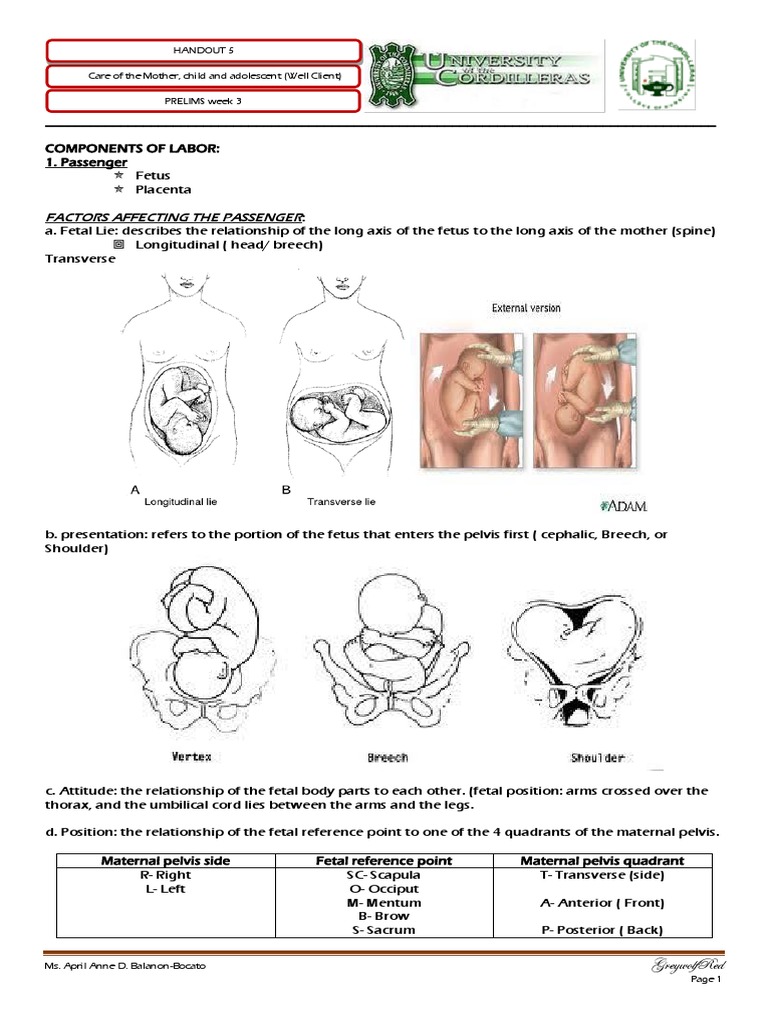 Handout 5 PDF | PDF | Pelvis | Childbirth