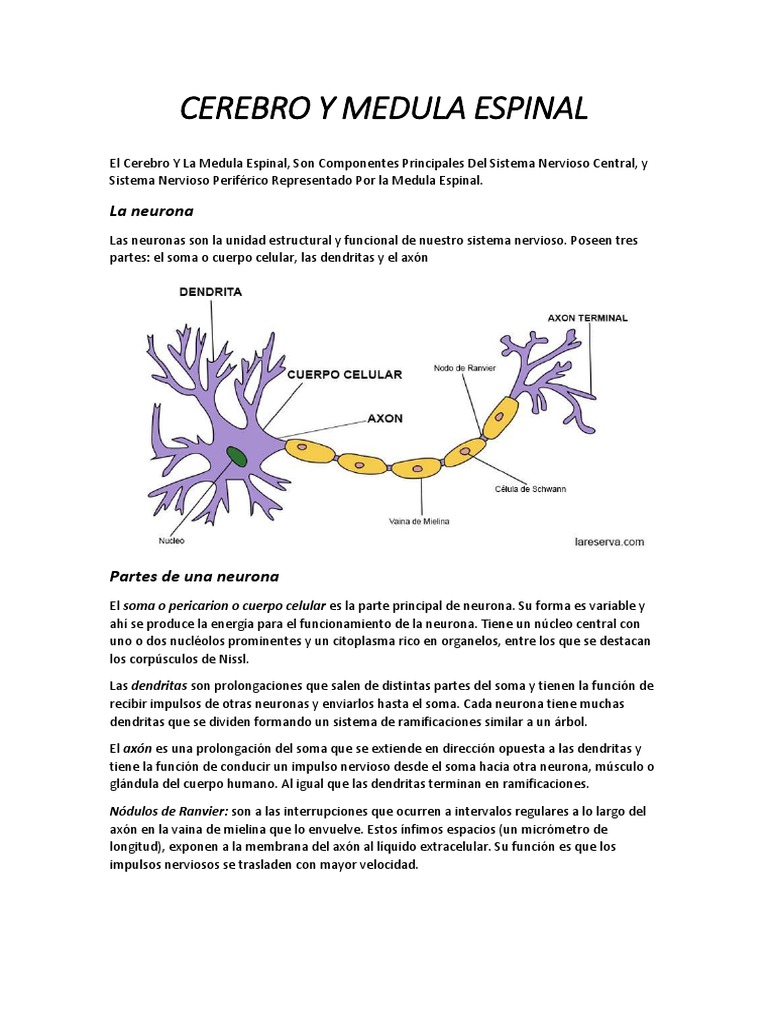 Cerebro Y Medula Espinal Pdf Sinapsis Médula Espinal