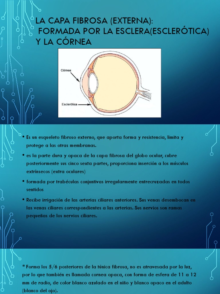 2 Esclerotica y Cornea | PDF | Córnea | Ojo humano