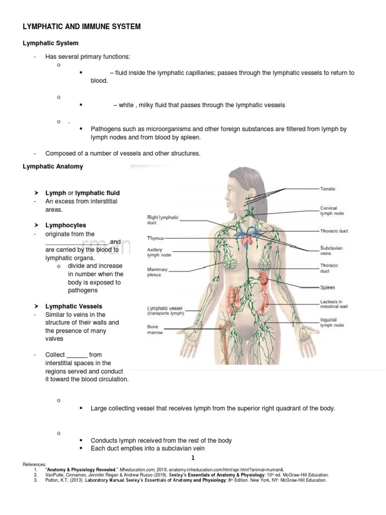 Lymphatic System and Immune System | PDF | Lymphatic System | Lymph