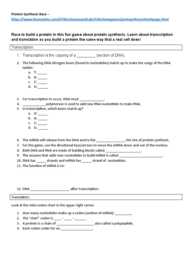 Protein Synthesis Race Worksheet | PDF