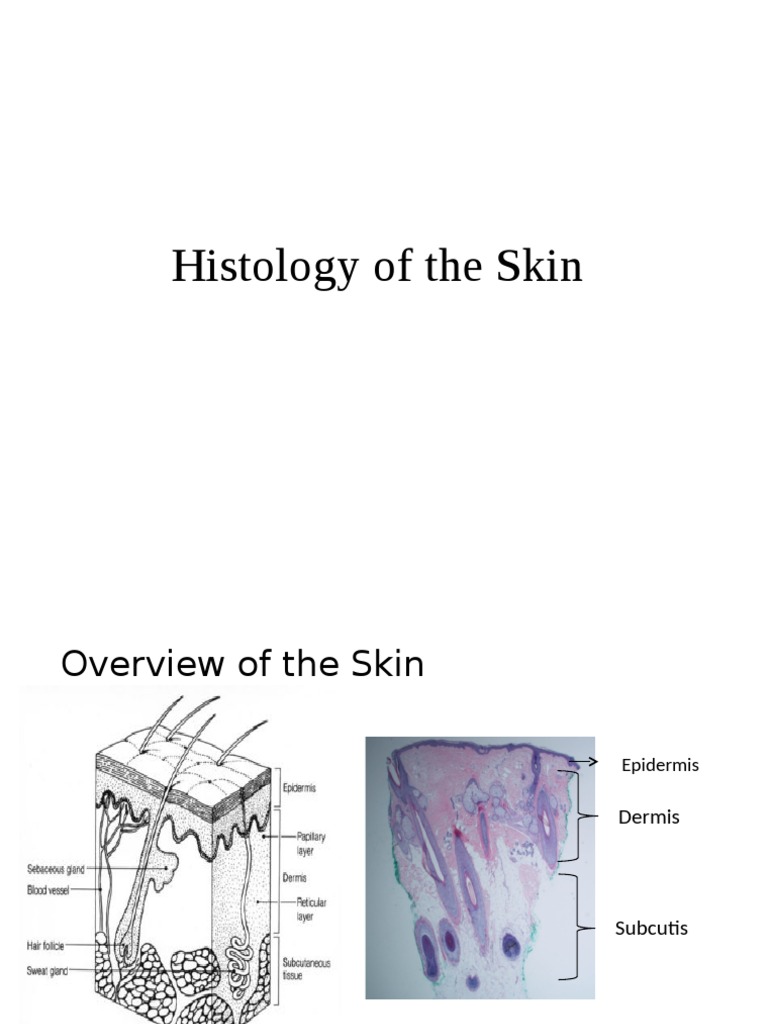 Histology of The Skin | PDF | Epidermis | Skin