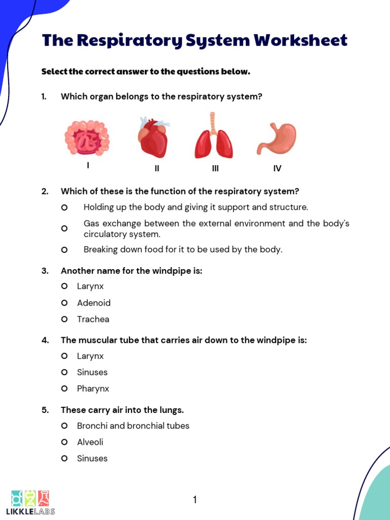 The Respiratory System Worksheet | PDF | Respiratory Tract ...
