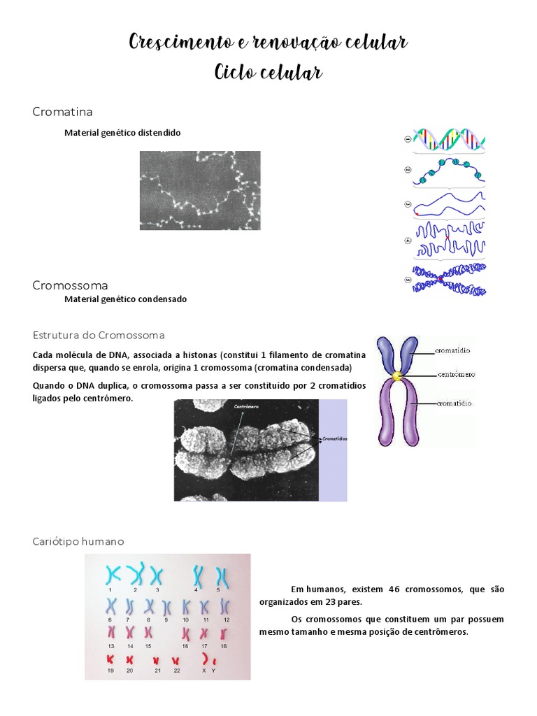 O Ciclo Celular Divisão Celular E Replicação Do Material Genético