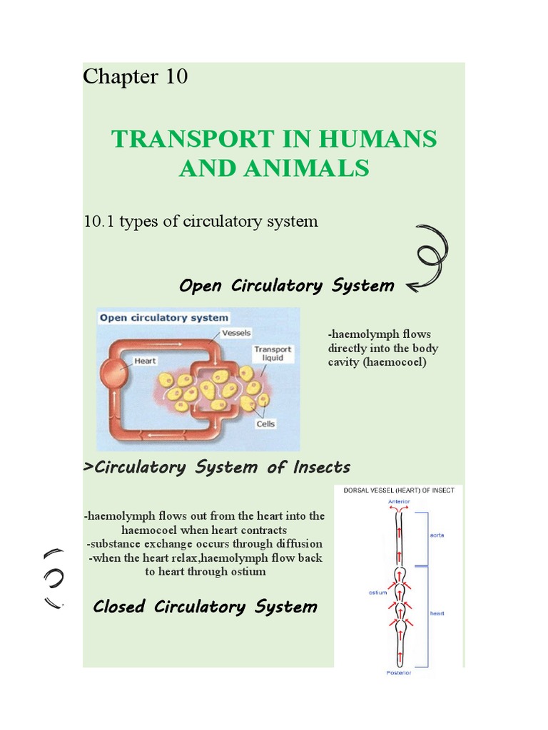 Biology Form 4 KSSM Chapter 10 | PDF | Circulatory System | Atrium (Heart)