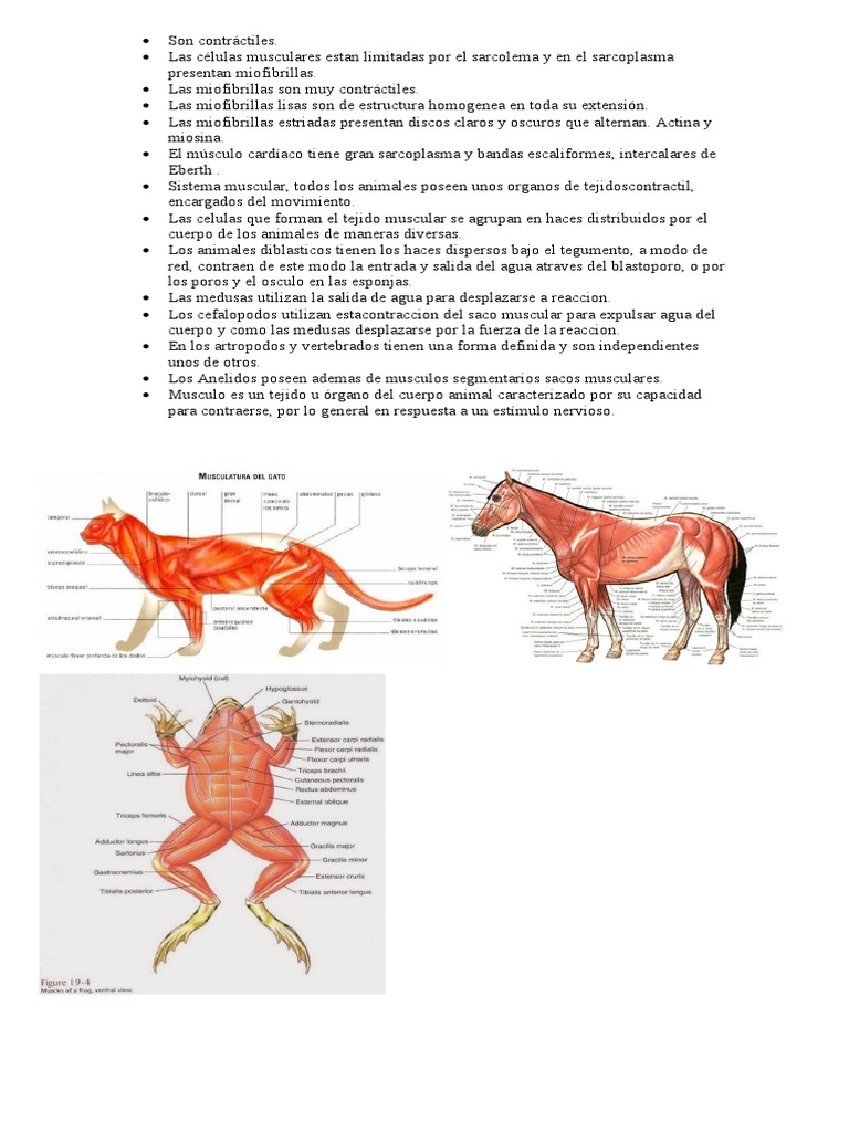 Sistema muscular en animales | PDF
