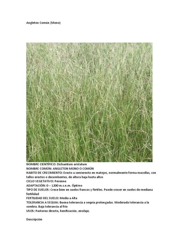 Angleton Mono y Climacuna | PDF | Siembra | Fertilidad del suelo