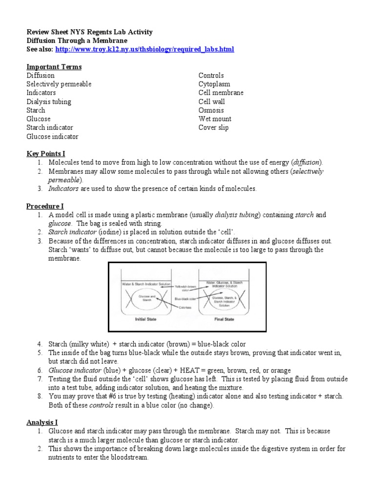 Diffusion Through A Membrane Lab Review Sheet | PDF | Osmosis | Cell ...