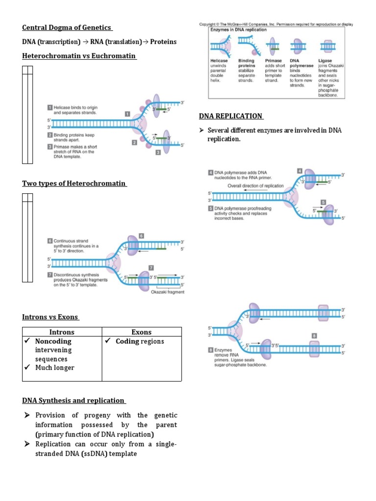 Central Dogma of Genetics | PDF | Dna Replication | Dna